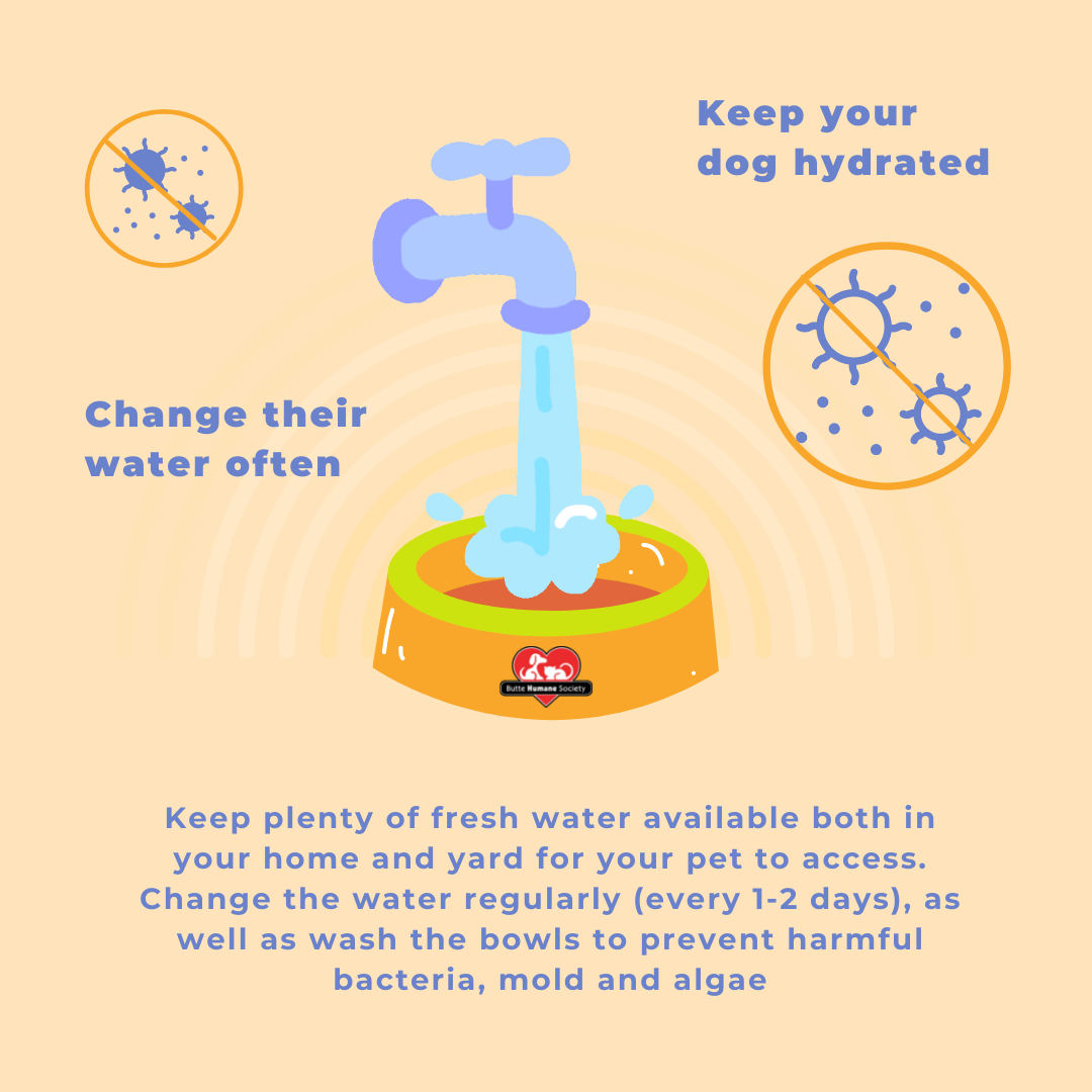 Clinic Corner: Summer Pet Care Tips