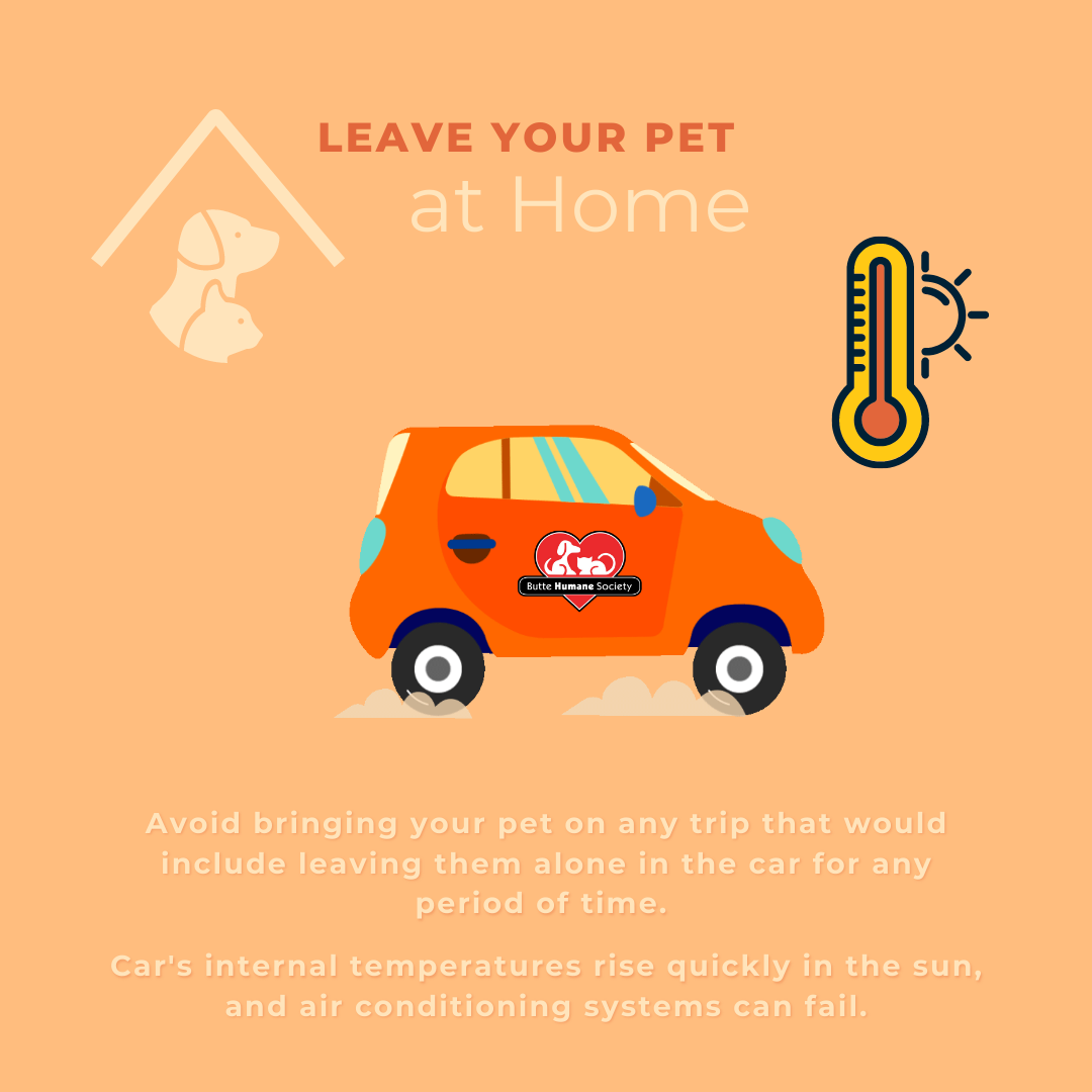 Clinic Corner: Summer Pet Care Tips