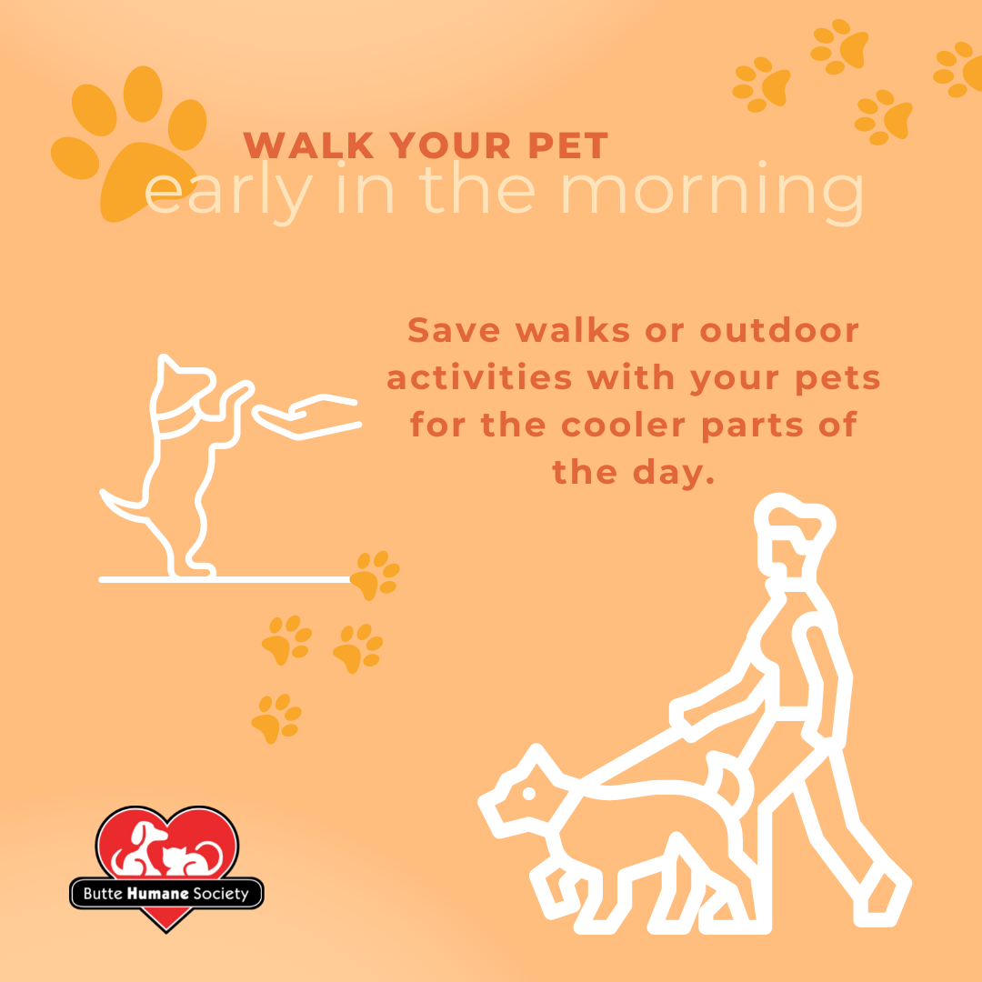 Clinic Corner: Summer Pet Care Tips