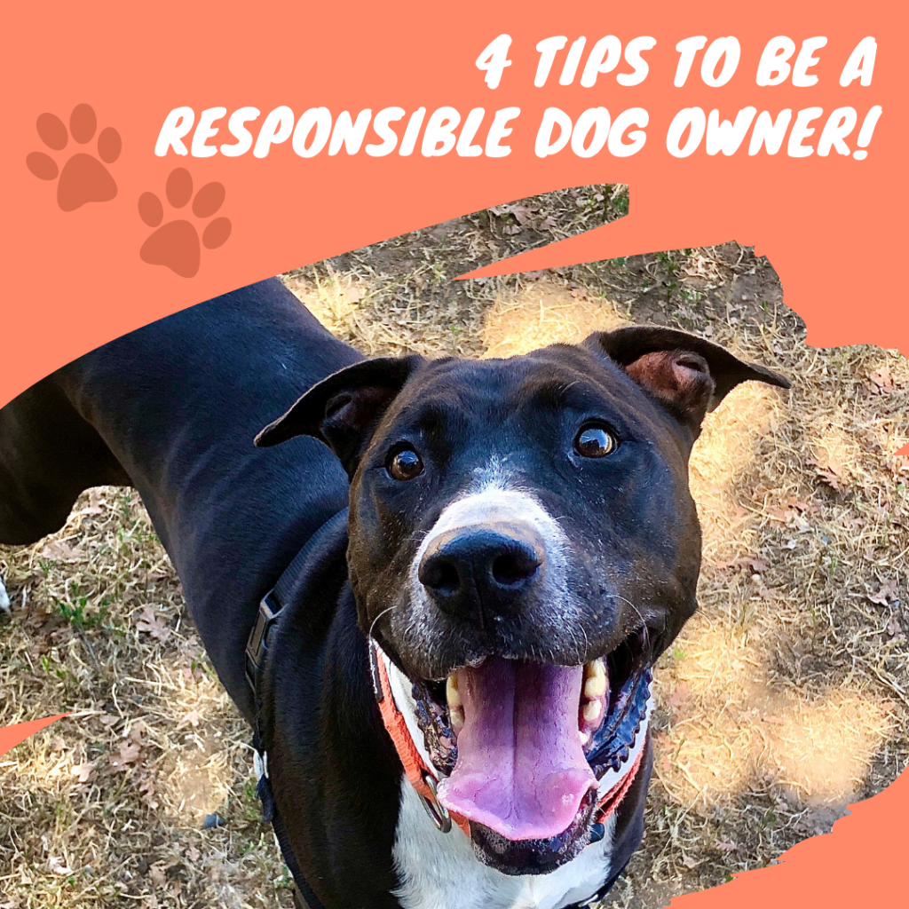 Clinic Corner: Responsible Dog Ownership Month