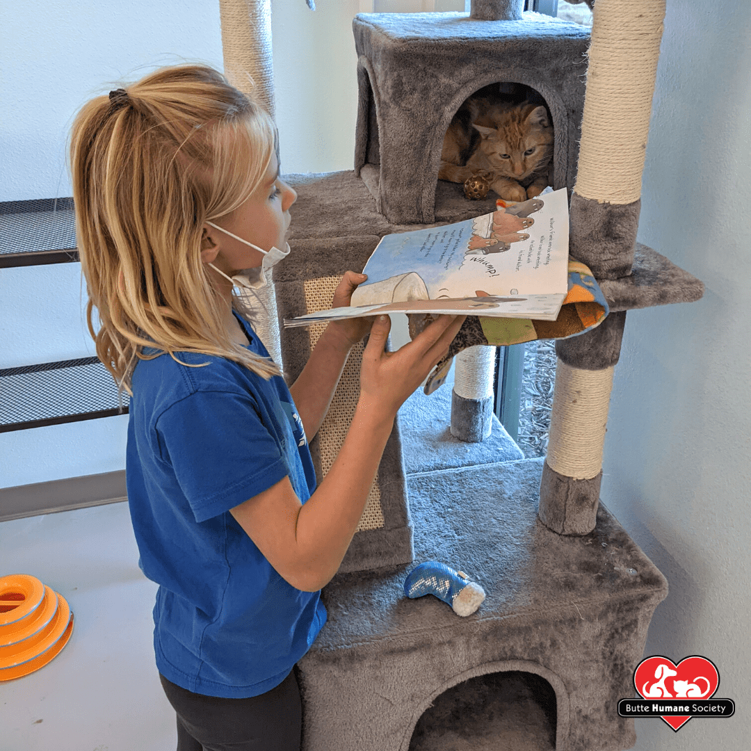 Girl Scouts Read to Cats!
