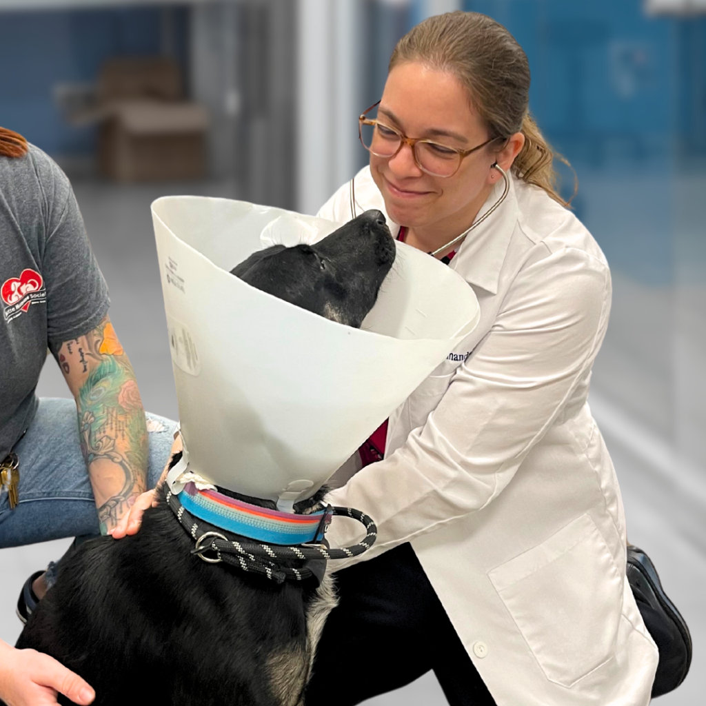 Butte Humane Society Affordable Vet Clinic in Chico CA