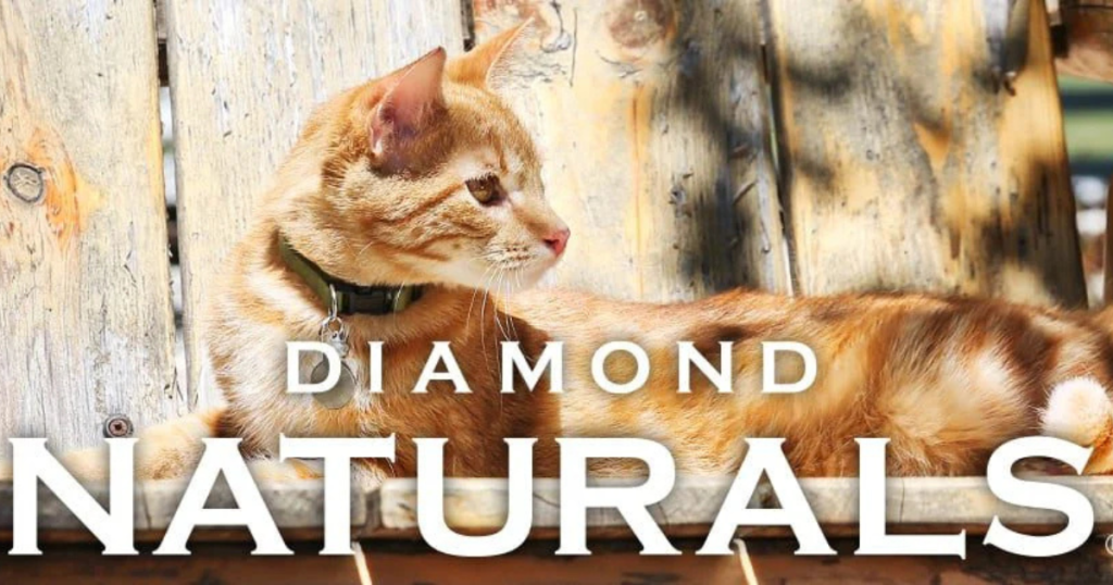 Diamond Active Cat Dry Cat Food & Friskies Wet Food